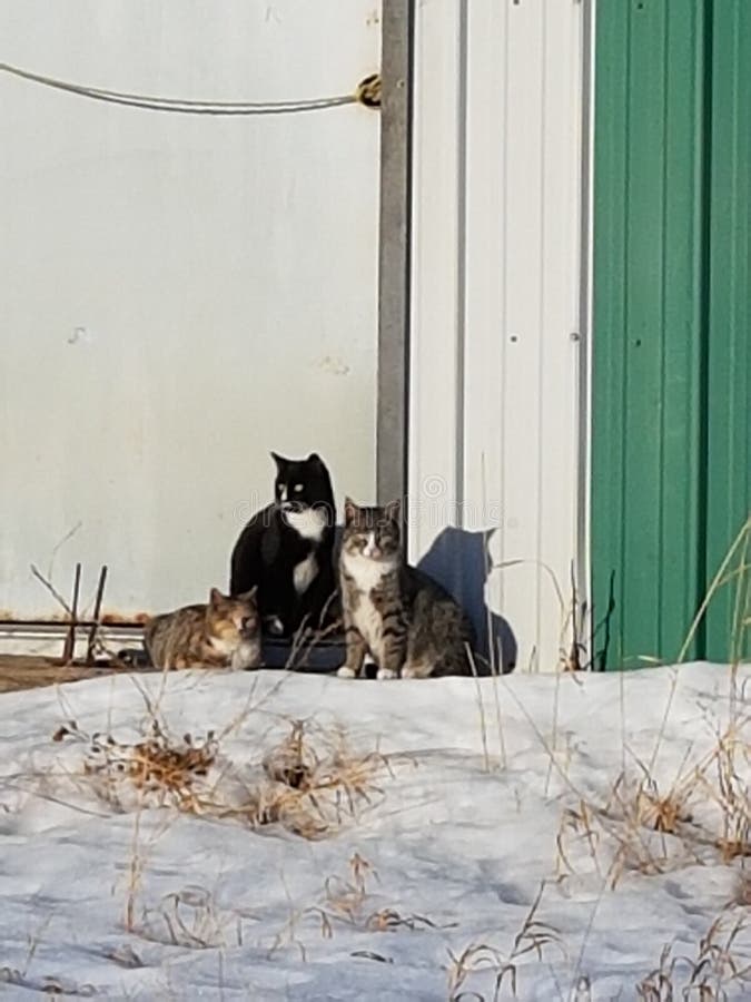 Cats in barn window stock image. Image of observing, couple - 6428041