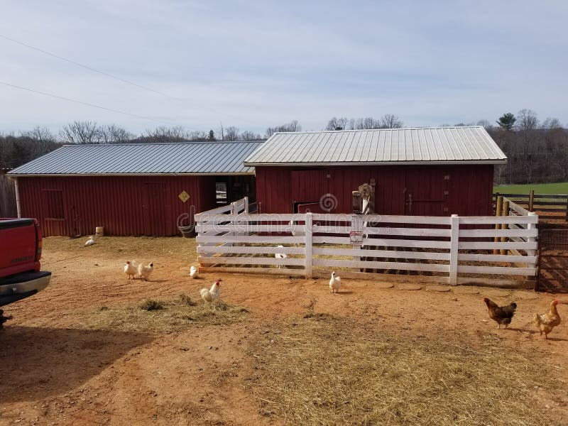 Barn Chickens Fence Farm Red Barn White Fence Stock Image - Image of ...