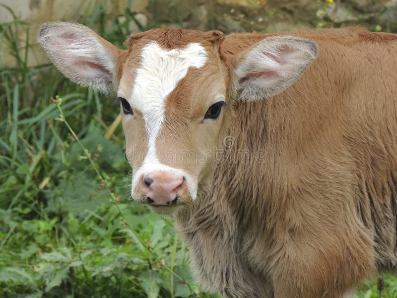 Barn den lilla kalven fotografering för bildbyråer. Bild av anhydrous ...