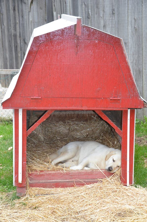 Barn Dog stock image. Image of doghouse, pets, barn, straw - 94685321
