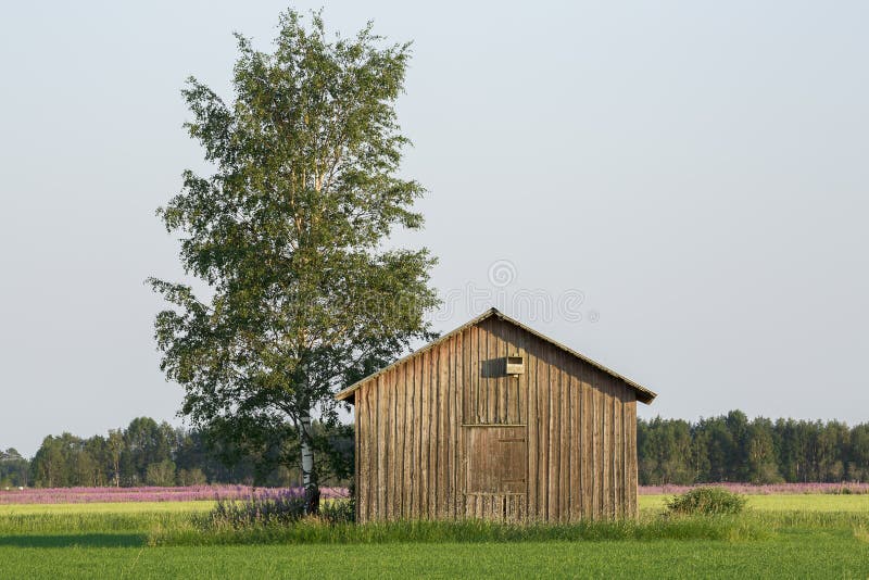 Barn in Farmfield by Tree stock image. Image of sunset - 121871677