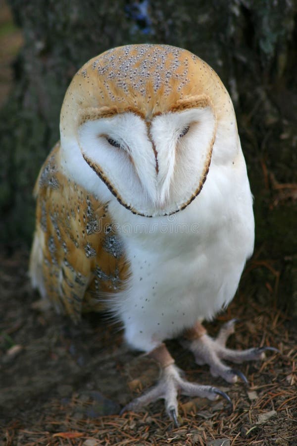 Barn Owl Picture. Image: 1112316