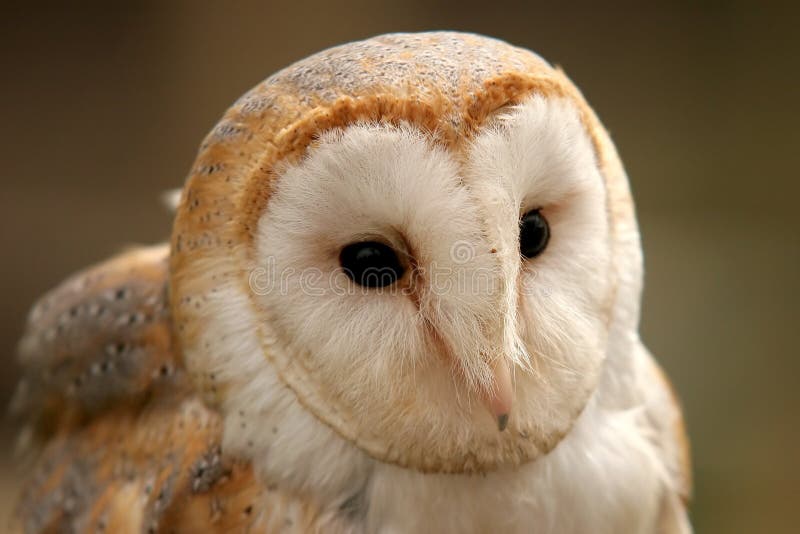 Barn owl stock photo. Image of bird, nighttime, wise, vision - 1160018