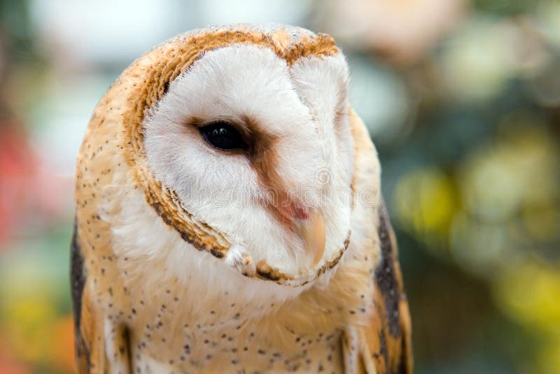 The Old Barn stock photo. Image of decay, united, rural - 5454492
