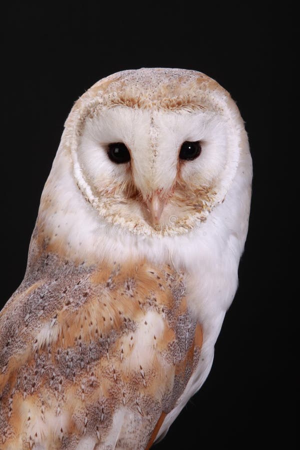 Barn Owl stock image. Image of eyes, nature, bird, barn - 19914537