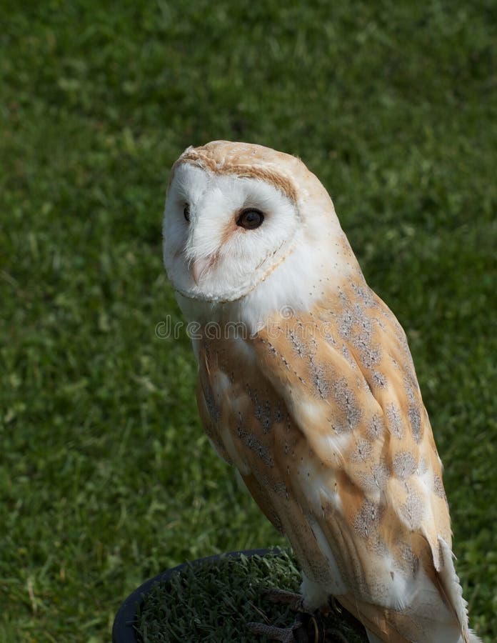 Cute Barn Owl Face