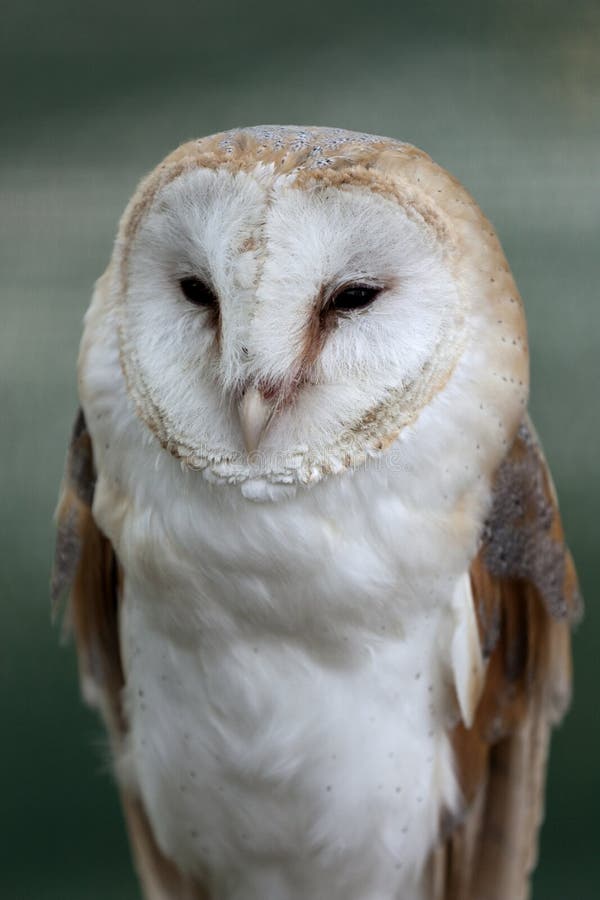 Barn Owl stock image. Image of owls, wildlife, barn, birds - 1456599