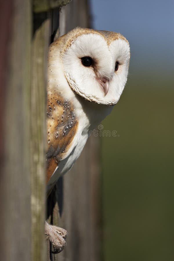 Barn Owl stock photo. Image of staring, captive, inquisitive - 21759944