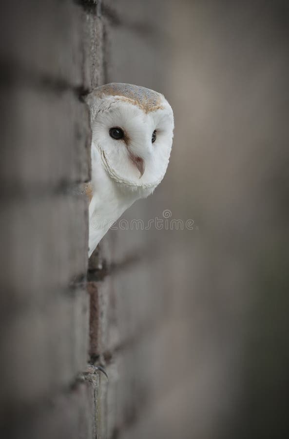 Barn Owl stock photo. Image of feathers, color, carnivorous - 25291472
