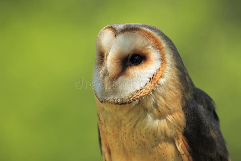 Barn owl stock photo. Image of nature, common, alba, animal - 27721122