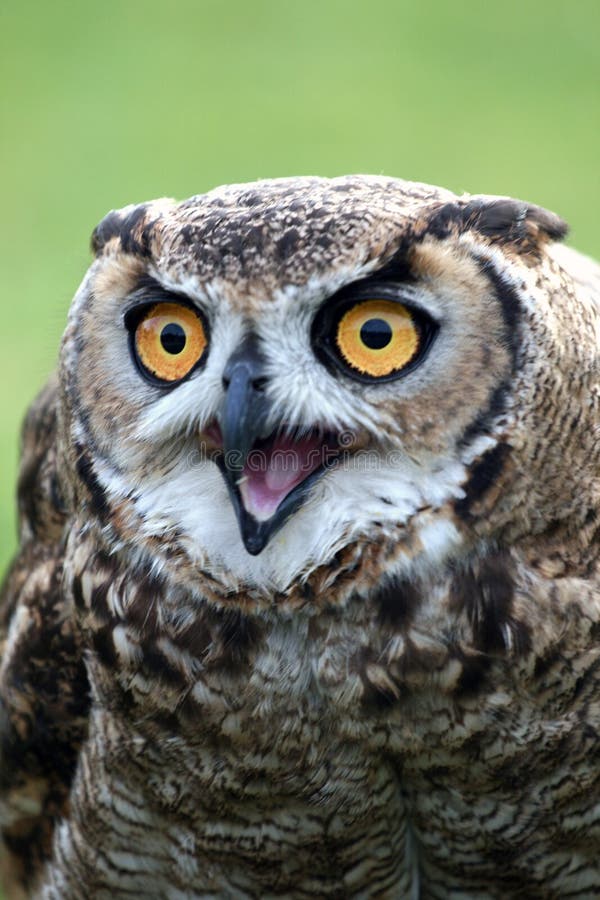 Owl with Open Beak stock photo. Image of green, closeup - 4654044