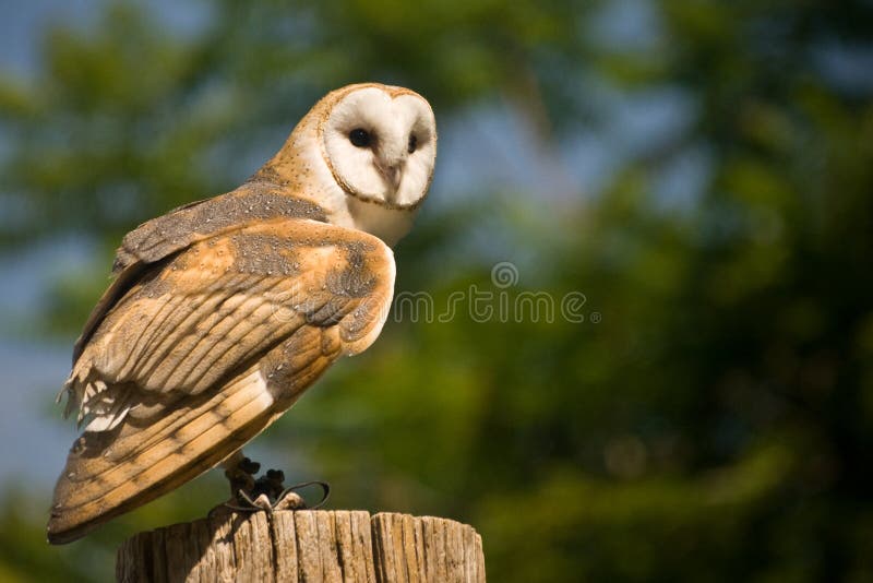 Barn Owl stock photo. Image of birds, talon, post, barn - 6159276
