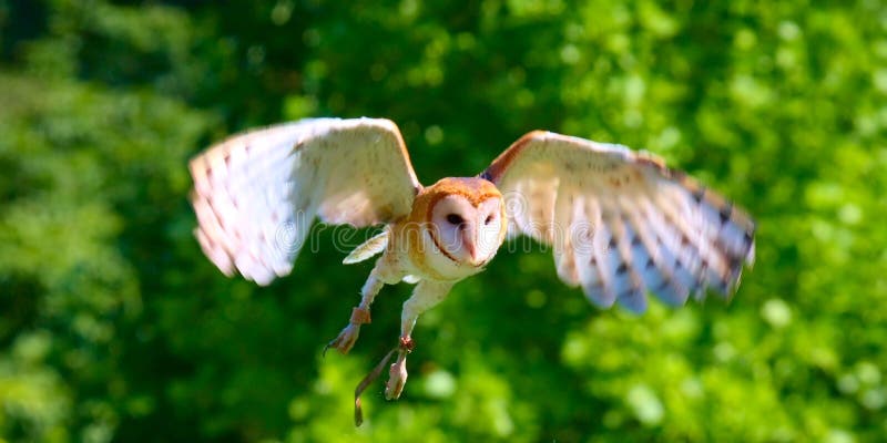Hawaiian Owl (Pueo) in Flight Stock Image - Image of tropical, bird ...