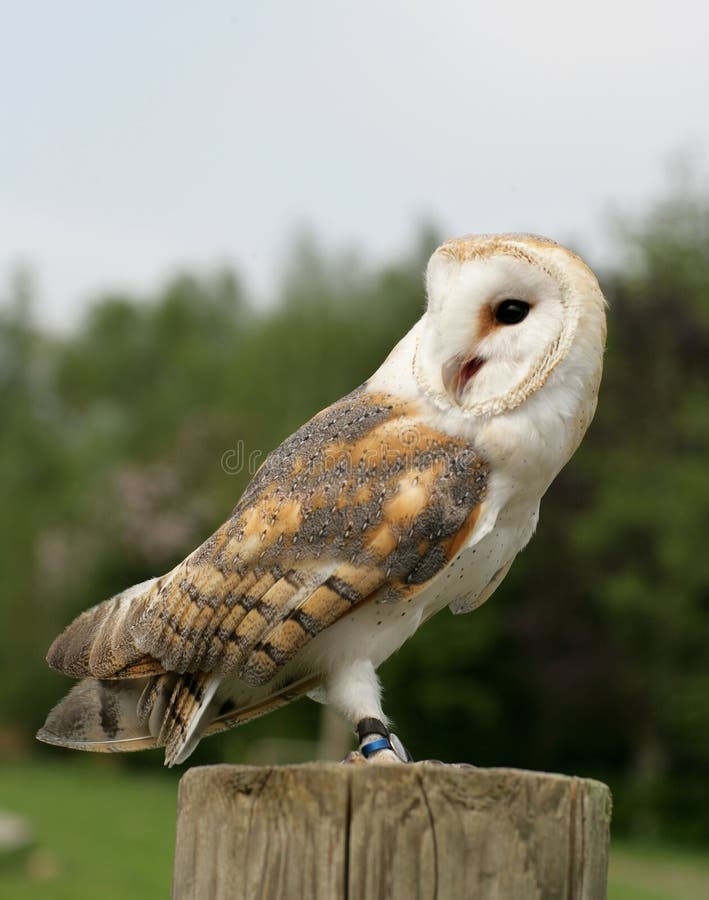 Barn Owl stock photo. Image of white, barn, wild, woodland - 8652054