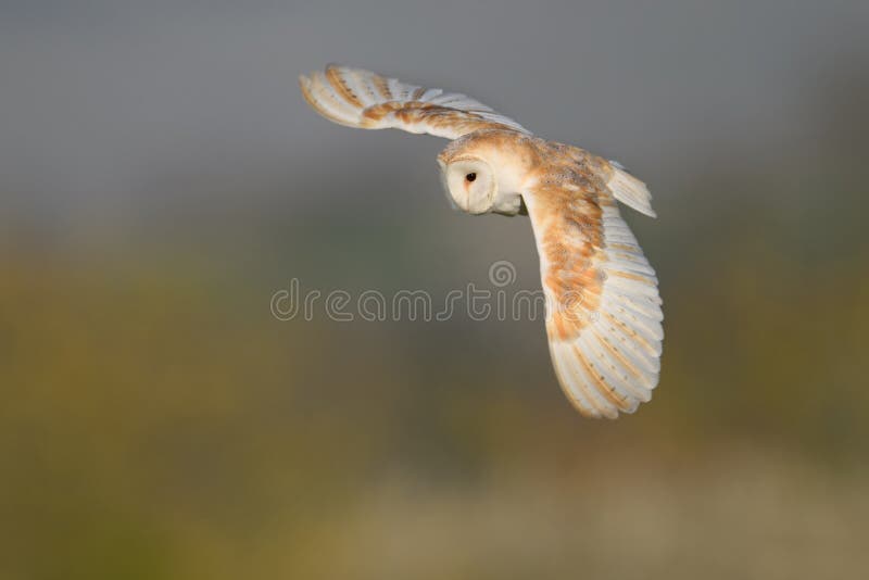 Barn Owl stock photo. Image of wild, barn, flight, wildlife - 101636386
