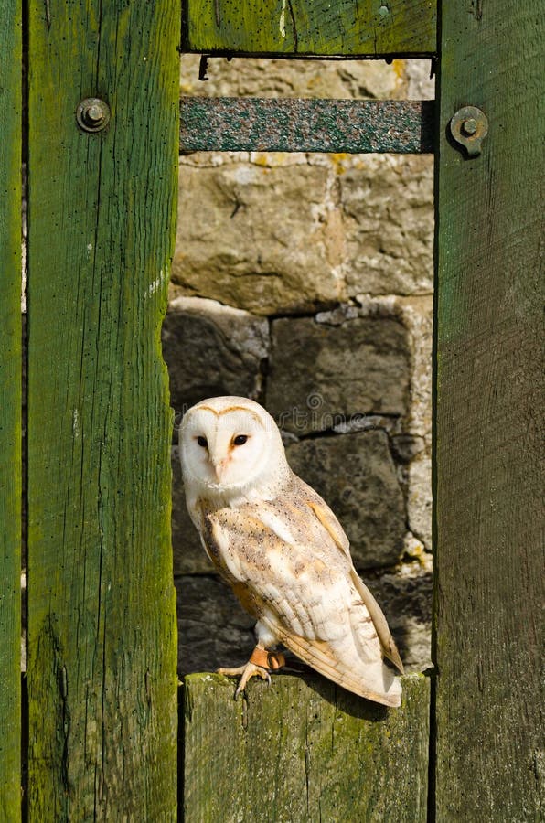 Barn owl on barn door stock photo. Image of flight, predator - 26949176