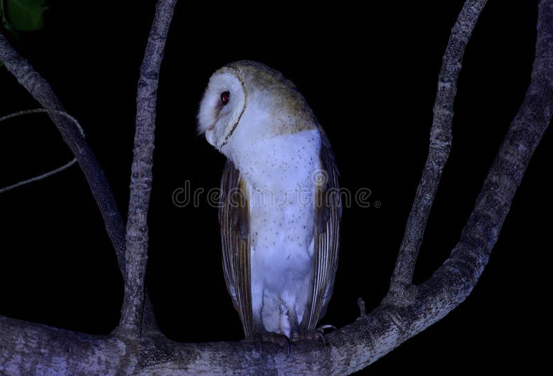 Barn owl stock photo. Image of forest, stand, animal - 94803698