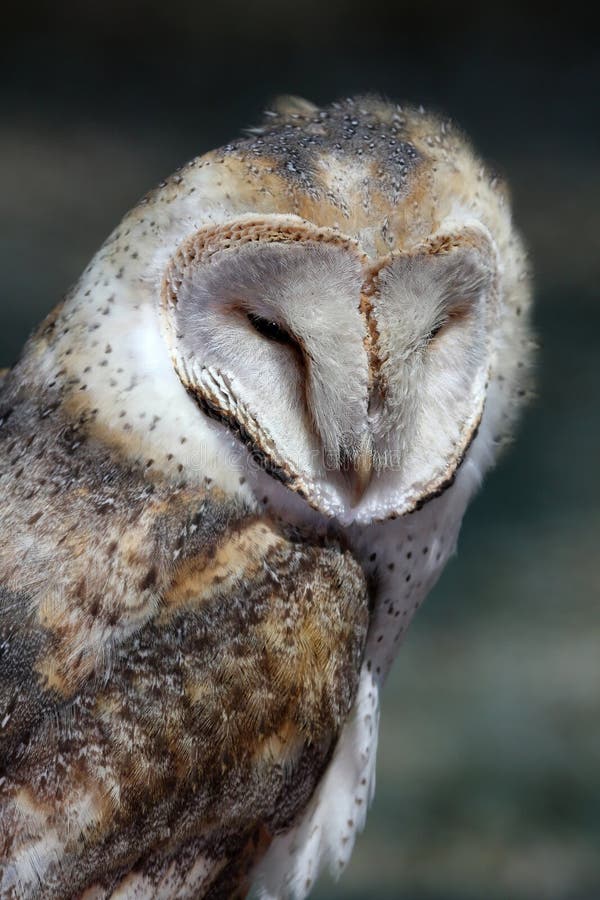 Barn Owl Bird stock image. Image of bird, portrait, face - 12914533