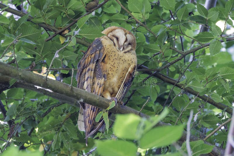Barn owl bird stock photo. Image of columbia, wildlife - 260490762