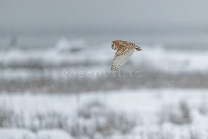Barn owl bird stock photo. Image of flying, snow, animal - 318909406