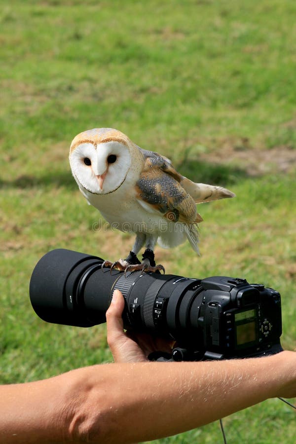 Barn owl upon a camera stock image. Image of hand, furtively - 3184365