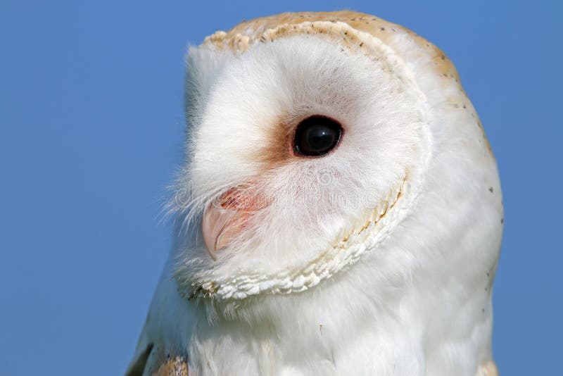Barn owl stock image. Image of feather, blue, bird, raptor - 62641433