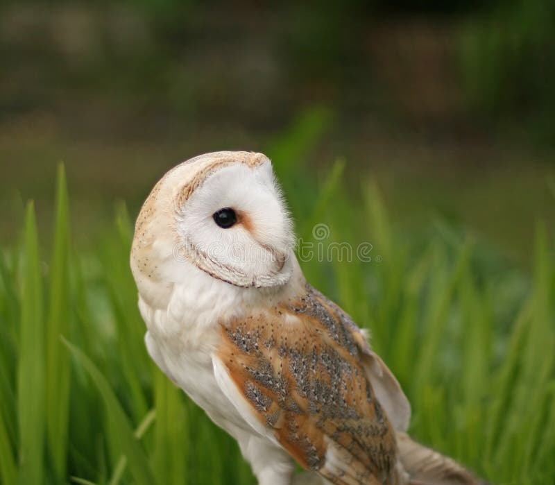 Barn Owl close-up stock image. Image of crepuscular, bill - 9121917