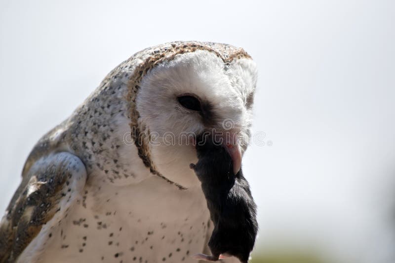 A barn owl stock image. Image of prey, eyes, raptor - 134820145