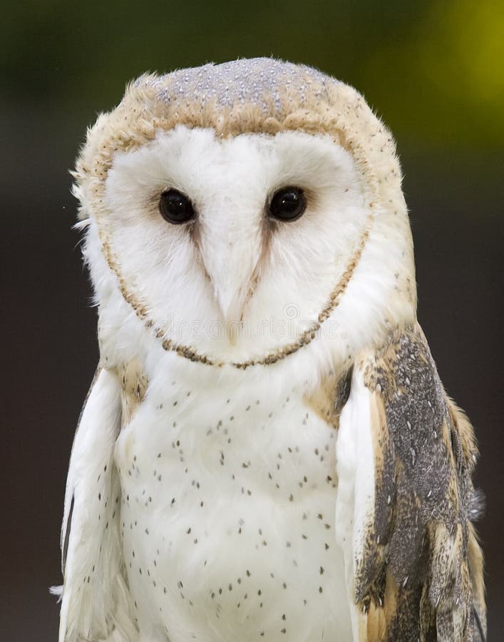 Barn owl close up stock image. Image of carnivore, endangered - 41416647