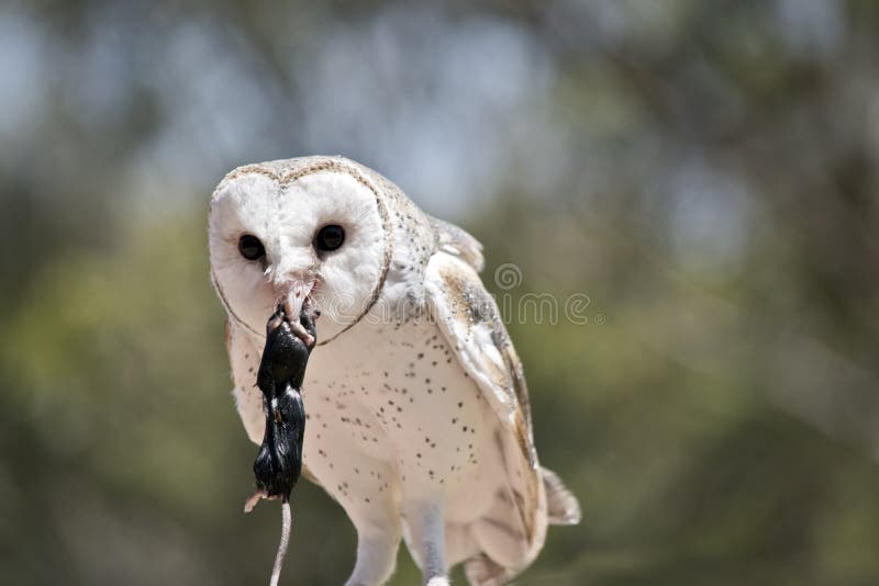 Barn Owl Eating Rats Stock Photos - Free & Royalty-Free Stock Photos ...