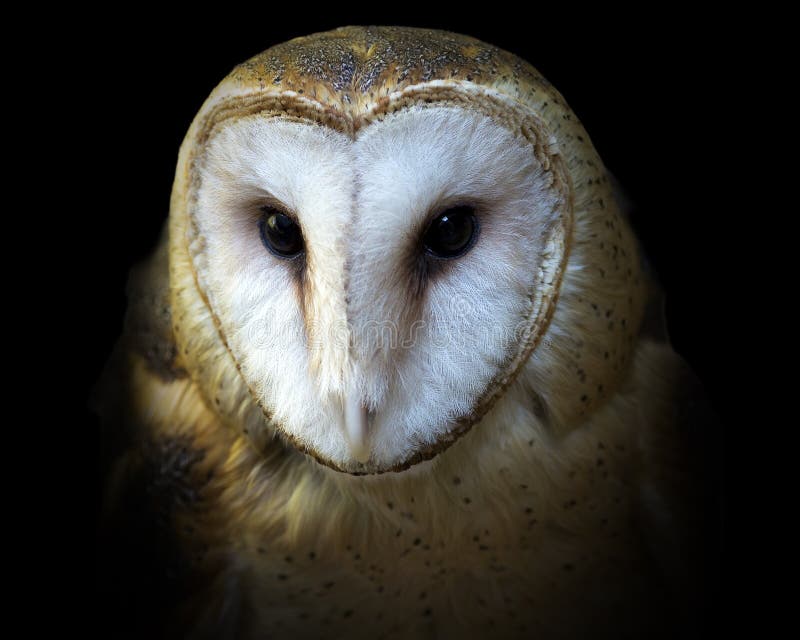 Barn owl close-up portrait stock image. Image of wilderness - 98804157