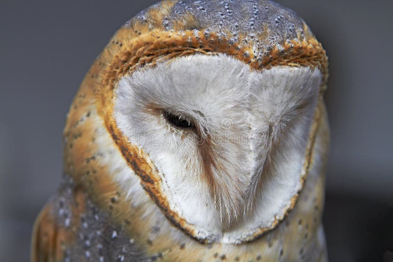 Barn Owl stock image. Image of head, tyto, close, opening - 83664761