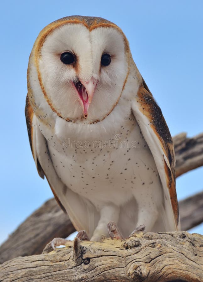 Smiling Barn Owl Face stock image. Image of smilingbarnowl - 155270215