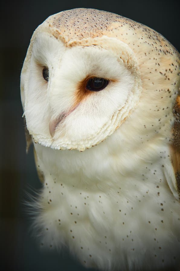 Barn owl closeup of face stock photo. Image of feathers - 174846546