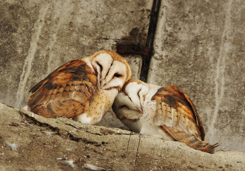 Barn owl couple stock image. Image of bird, barn, pair - 25086743