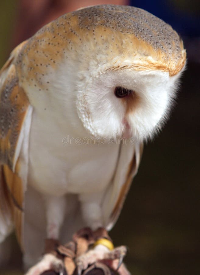 Barn Owl in Deep Reflection Stock Photo - Image of speckled, barn ...