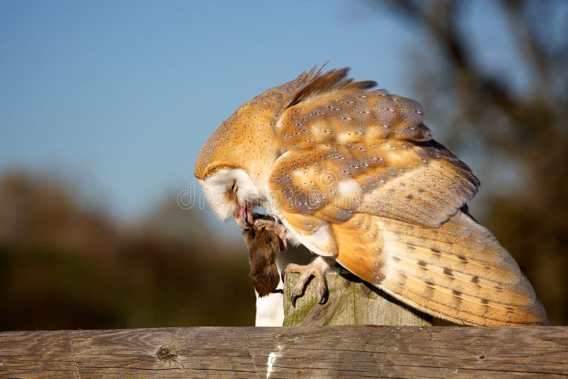 A barn owl eating stock photo. Image of bird, face, feathered - 18022048