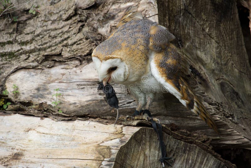 A barn owl eating stock image. Image of nature, face - 18022085