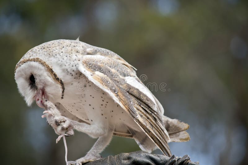 The Barn Owl is Eating a Rat Stock Image - Image of eyes, white: 175914919
