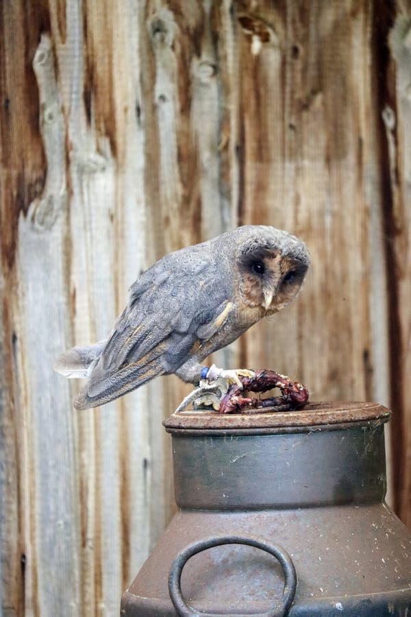 Barn Owl Eats a Hamster on a Milk Can at Raptor Farm Stock Image ...