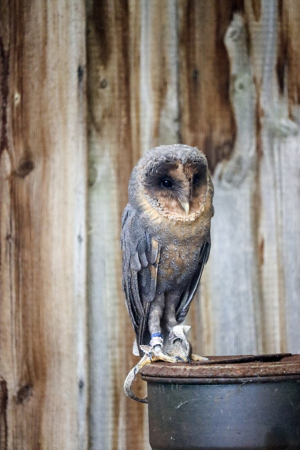 Barn Owl Eats a Hamster on a Milk Can at Raptor Farm Stock Photo ...