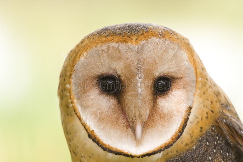 Barn Owl Face Sitting on Goldenrod Stock Image - Image of predator ...