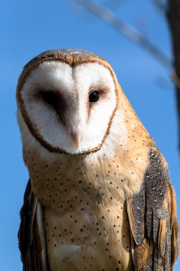 Barn Owl stock image. Image of hunter, powerful, large - 37689015