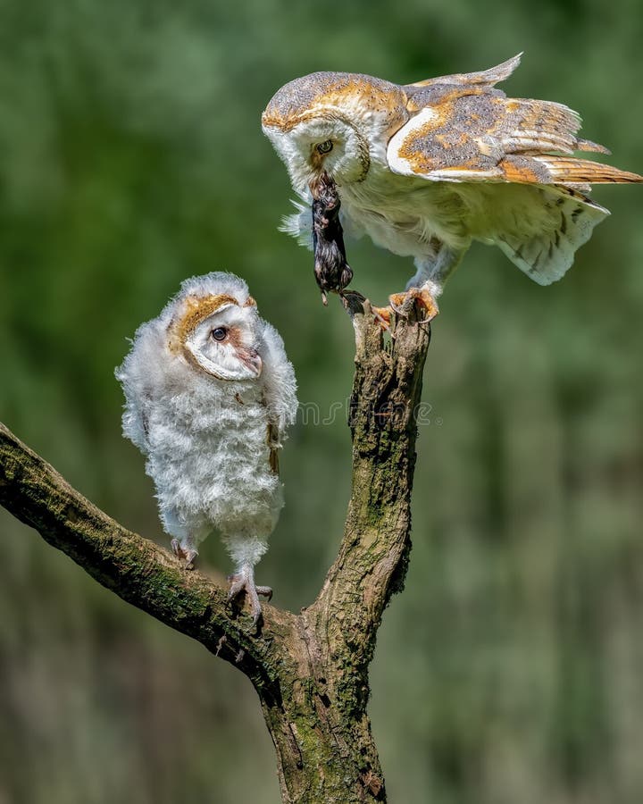 Barn Owl Feeding Its Chick Perched on a Tree Branch in a Natural ...