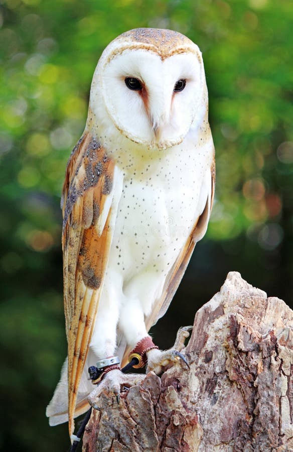 Barn Owl stock image. Image of front, barn, talons, feathers - 53950291