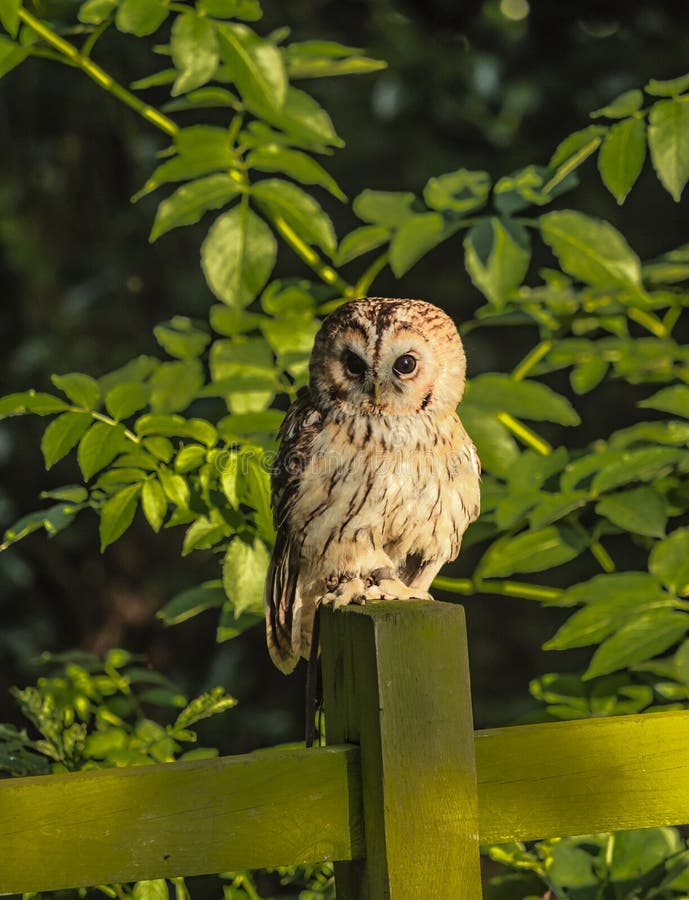 Barn Owl stock photo. Image of natural, british, outdoor - 196589280