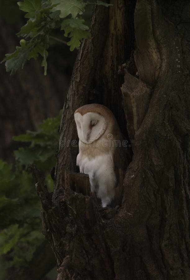 Barn Owl Fledging in Tree Hollow Stock Image - Image of tree, barn ...