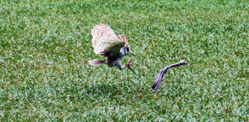 Barn owl flies catch prey stock image. Image of feather - 339485455