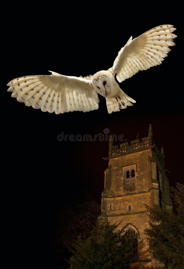 Barn Owl Flying At Night