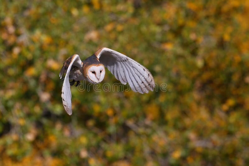 The Beauty of Owls in Flight Stock Image - Image of woodland, summer ...